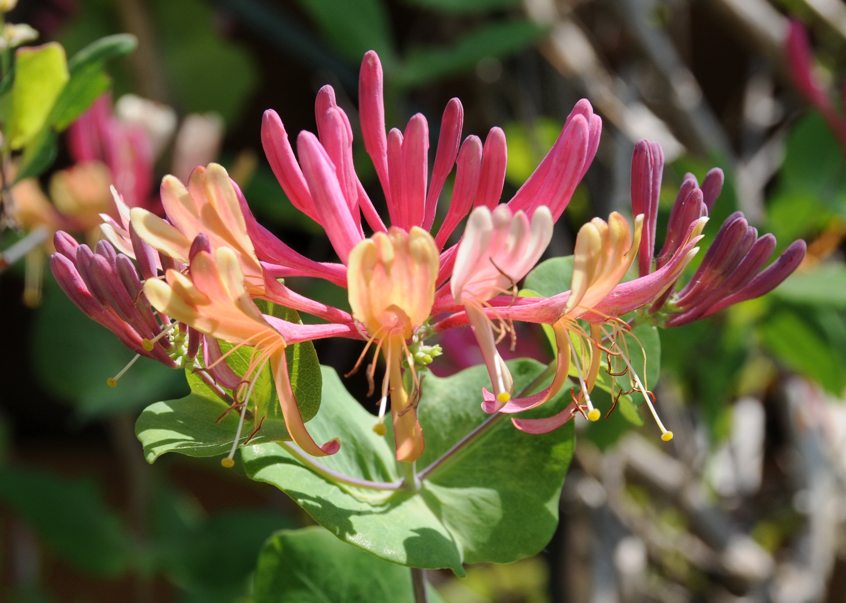 Fleurs de Bach - The World Foundation for Natural Science