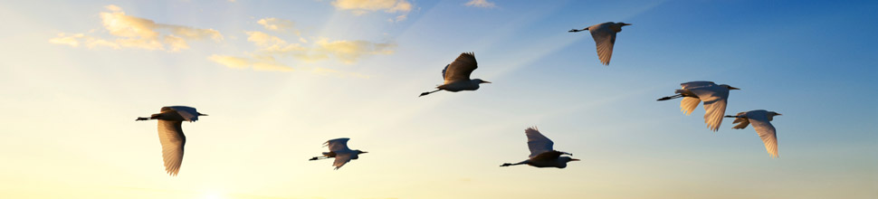 Birds - The World Foundation for Natural Science