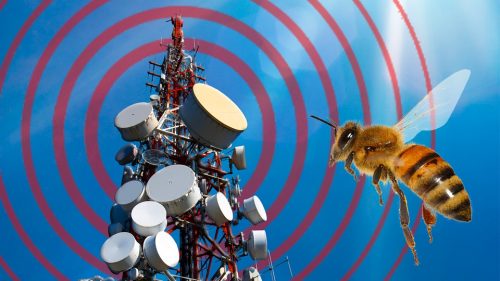 Animals and plants under radiation stress - The World Foundation for ...