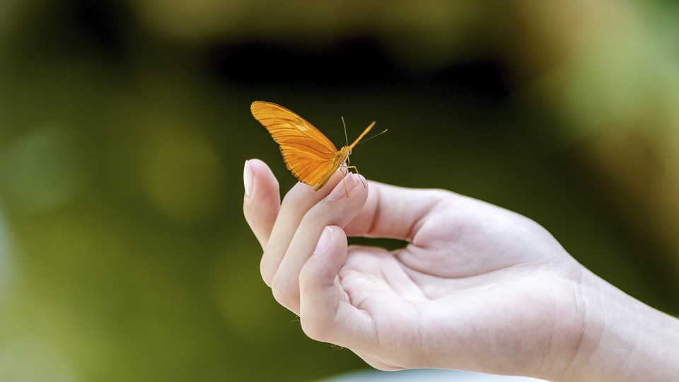 Animals and plants under radiation stress - The World Foundation for ...