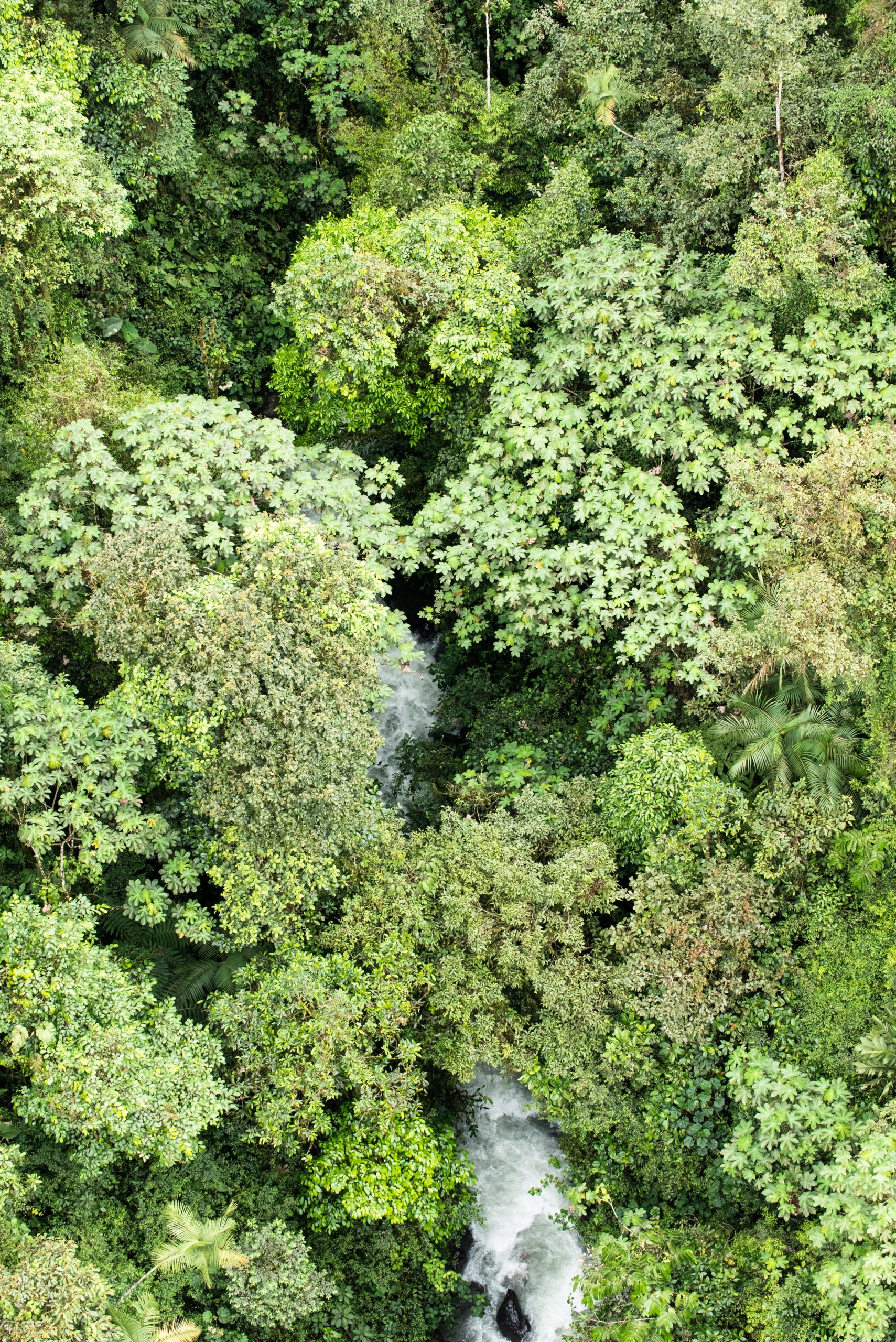 The forest works wonders - The World Foundation for Natural Science