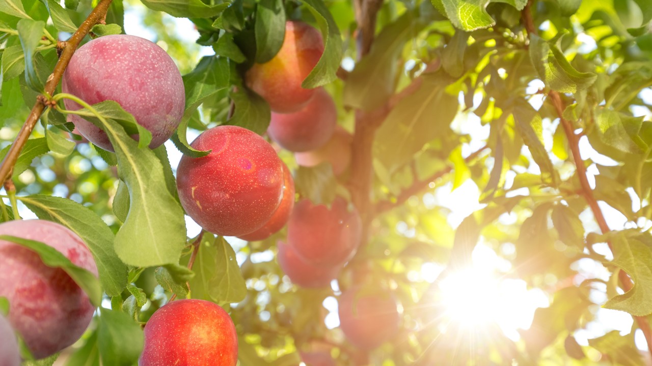 The True Science of Life - The World Foundation for Natural Science