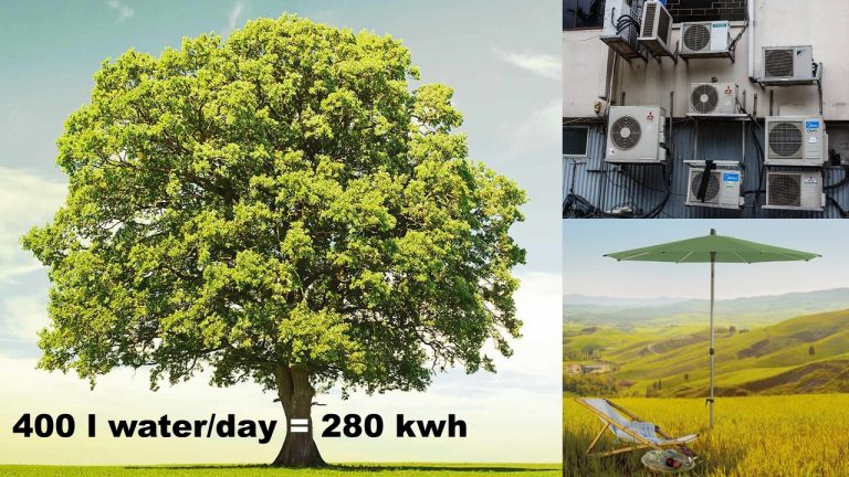 The Underestimated Giants – How Trees Regulate the Climate - The World ...