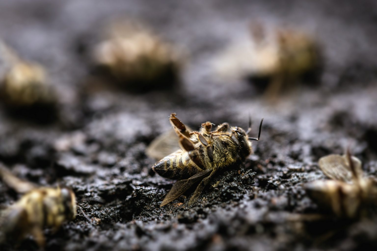 Mobile phone radiation boosts dying of insects - The World Foundation ...
