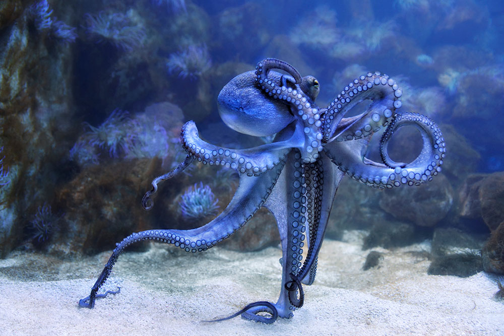 World Ocean Day: We are responsible for our fellow creatures in the ...