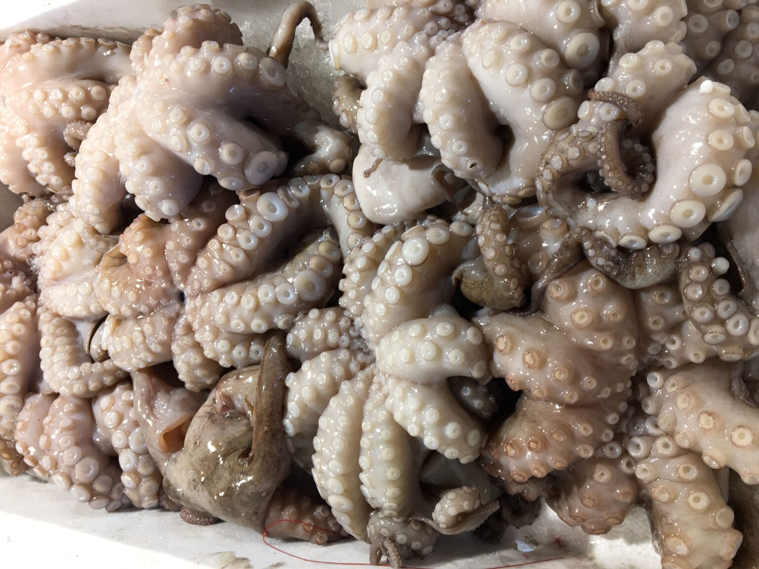 World Ocean Day: We are responsible for our fellow creatures in the ...