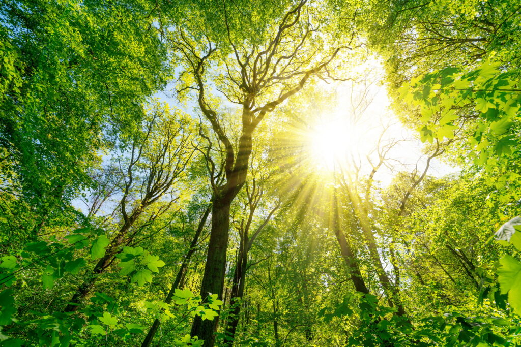 A Tree full of Life - The World Foundation for Natural Science