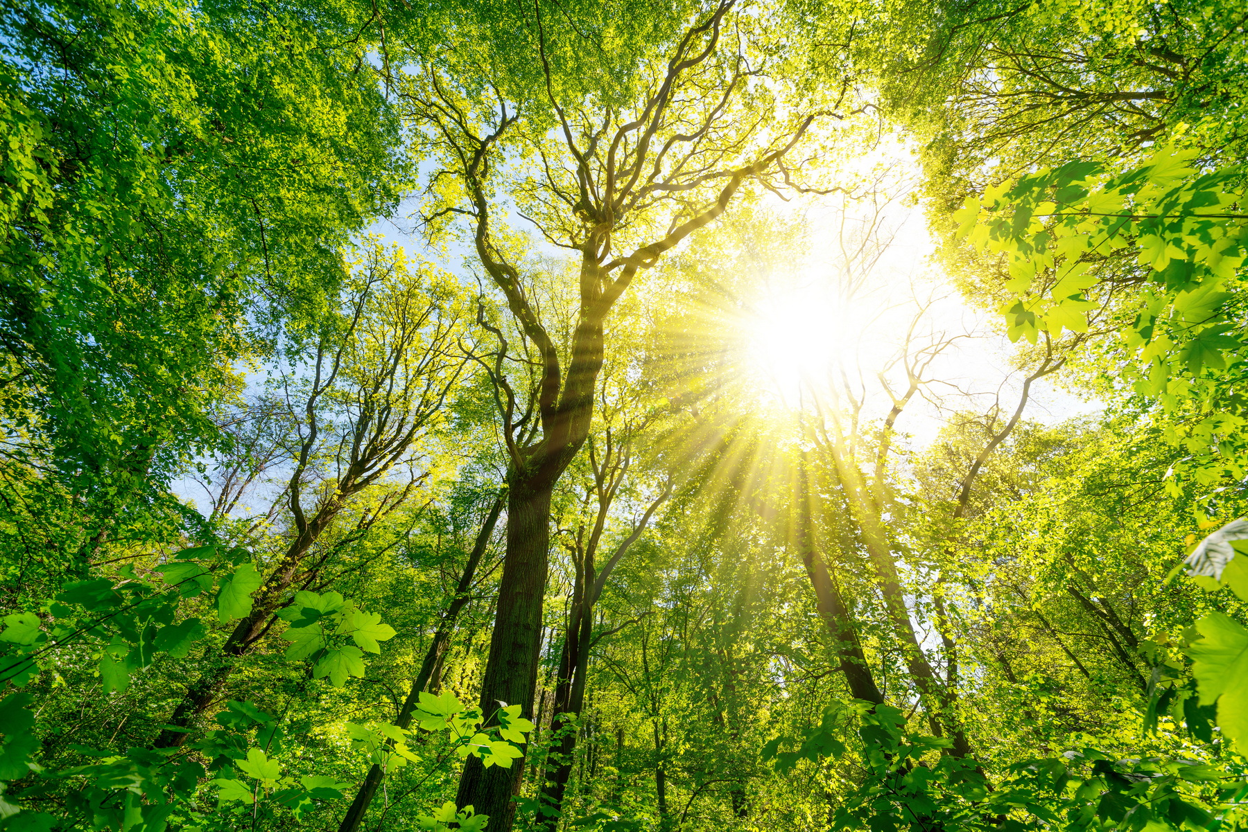 A Tree full of Life - The World Foundation for Natural Science