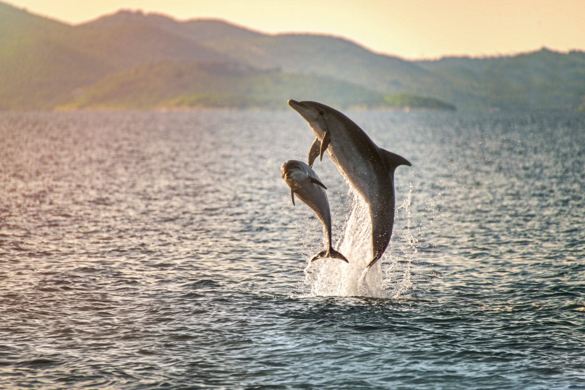 The spillover effect: promoting the abundance of life in the sea - The ...